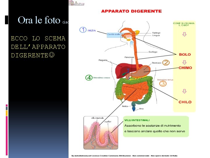 Apparato digerente IL VIAGGIO DEL CIBO ALBE TOMMASO