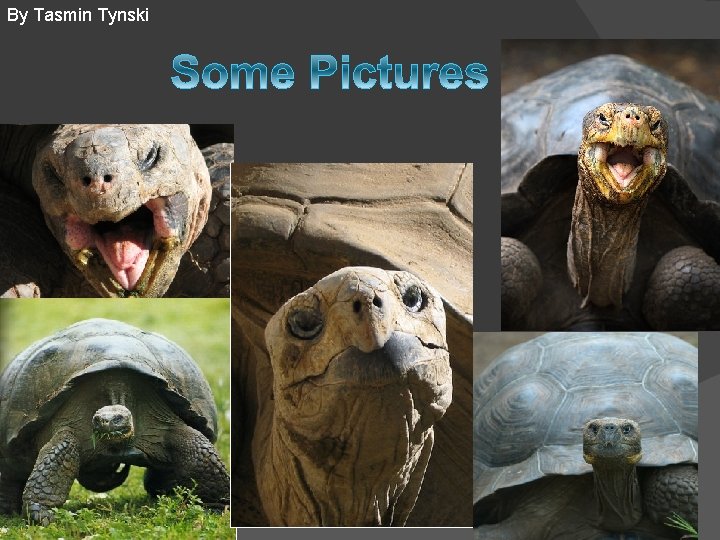 Year 7 Research Investigation The Galapagos Turtle is