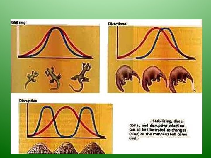 Mechanisms of Evolution Population Genetics Evolution Darwin didnt
