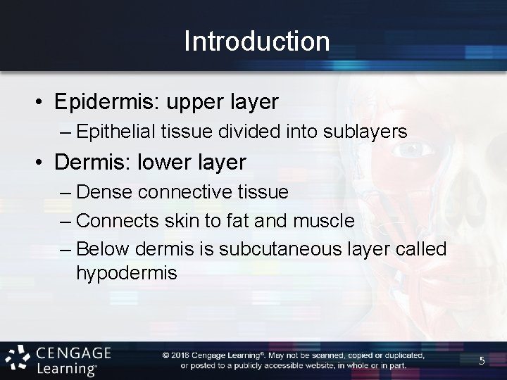 Chapter 6 The Integumentary System 2 Introduction Skin