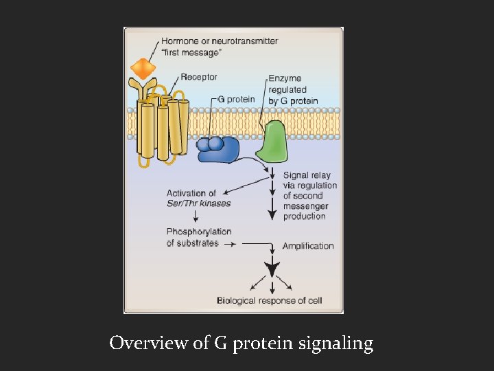 Cell Signaling I OVERVIEW Soluble chemical signals sent