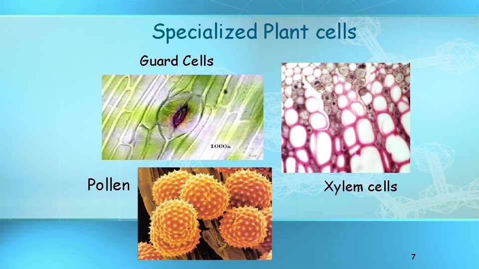 Cell Size and Types Cells the basic units