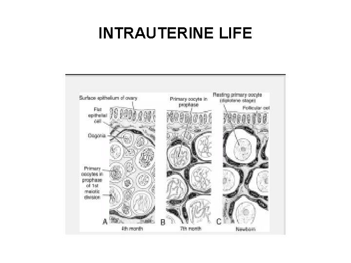 OOGENESIS DR SHABANA ALI FEMALE REPRODUCTIVE SYSTEM INTRAUTERINE