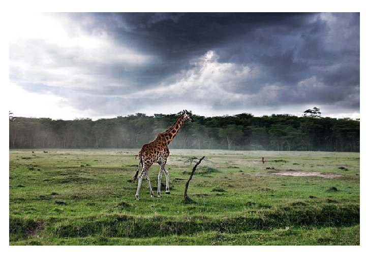 Dmitri Markine By Kristin Allen Dmitri Markine Biography