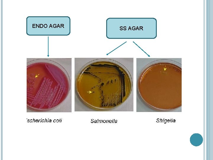 NASTAVNA TEMA BAKTERIOLOKE HRANJIVE PODLOGE Predmet MIKROBIOLOGIJA Smjer