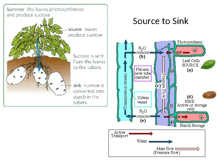 Plant Transport Chapter 4 pp 48 52 Fall