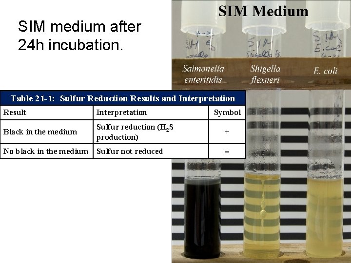 Ex 21 SIM Medium Sulfur Indole Motility Objectives