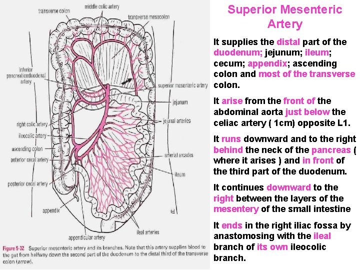 Superior Mesenteric Artery It supplies the distal part