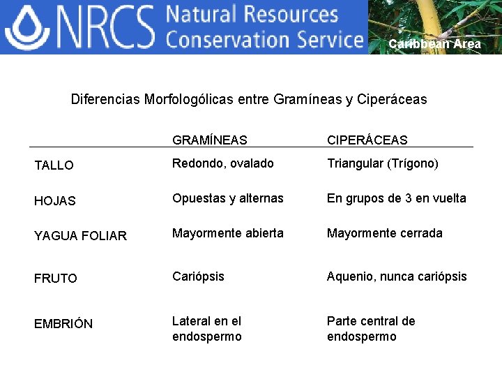 Caribbean Area Nomenclatura de Poaceas Gramneas Caribbean Area