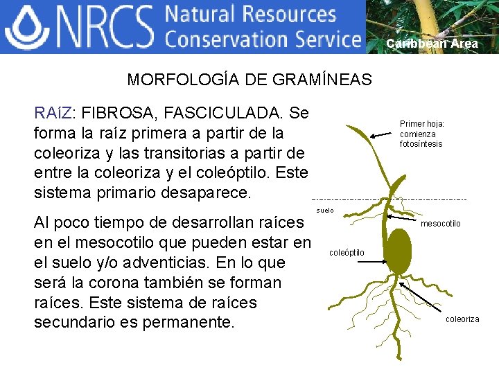 Caribbean Area Nomenclatura de Poaceas Gramneas Caribbean Area