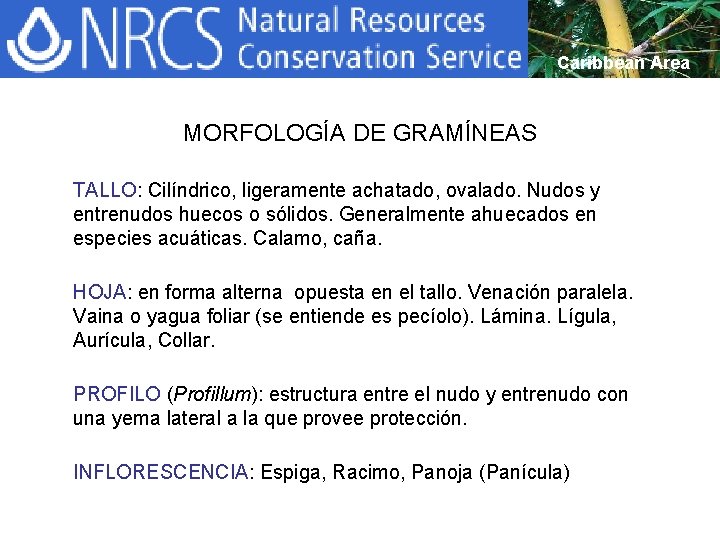 Caribbean Area Nomenclatura de Poaceas Gramneas Caribbean Area