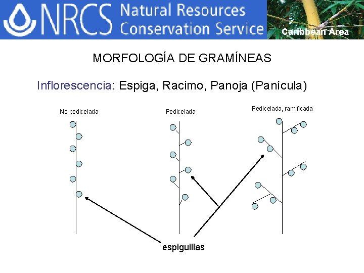 Caribbean Area Nomenclatura de Poaceas Gramneas Caribbean Area