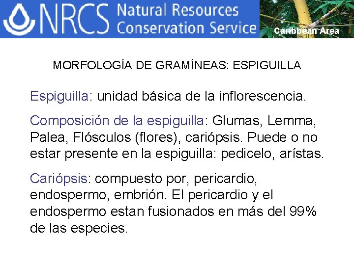 Caribbean Area Nomenclatura de Poaceas Gramneas Caribbean Area