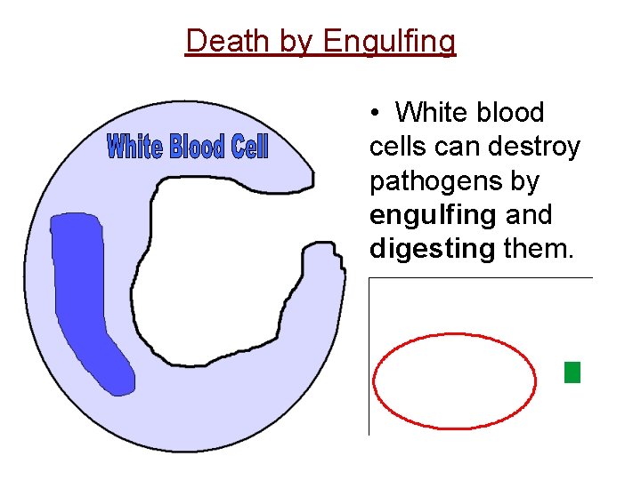 Aim How does the immune system fight pathogens