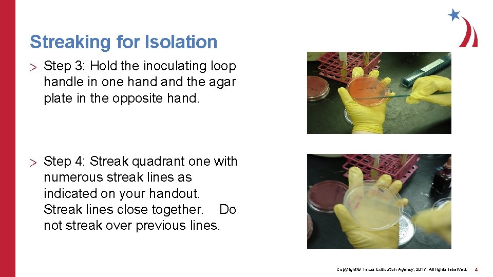 Streaking an Agar Plate For Isolation of Bacterial