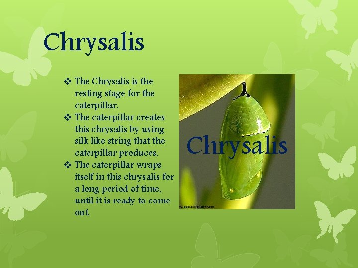 Butterfly Life Cycle Metamorphosis Ms Harrington Science lesson