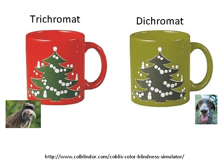 Teaching Workshop Color Vision in Primates and Other