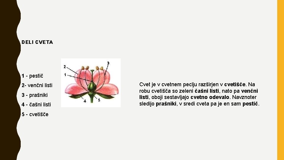 ZGRADBA CVETA DELI CVETA 1 pesti 2 venni