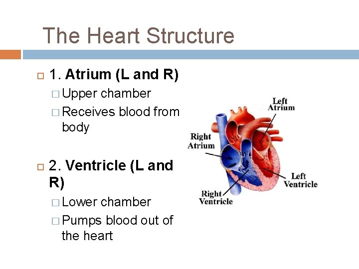 THE CIRCULATORY SYSTEM Human Body Systems Part I