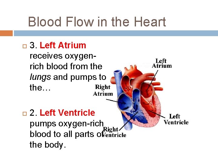 THE CIRCULATORY SYSTEM Human Body Systems Part I