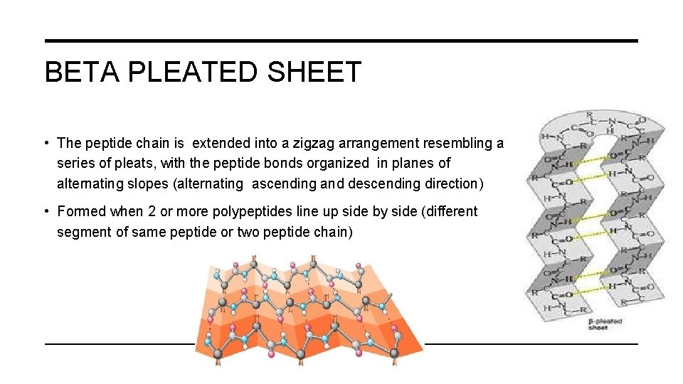 STRUCTURE OF PROTEINII SECONDARY STRUCTURE Localized arrangement of