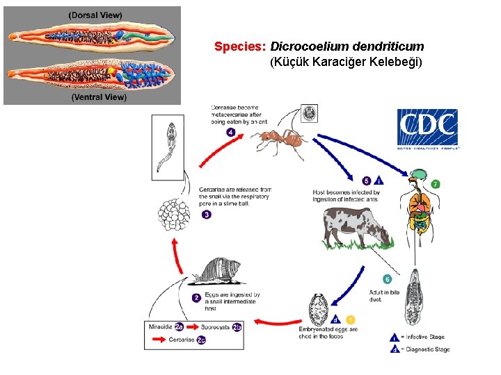 Phylum Platyhelminthes Yasss Kurtlar Class Trematoda Species Dicrocoelium