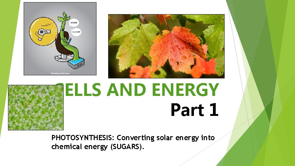 CELLS AND ENERGY Part 1 PHOTOSYNTHESIS Converting solar