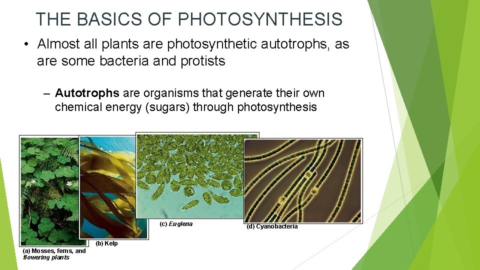 CELLS AND ENERGY Part 1 PHOTOSYNTHESIS Converting solar