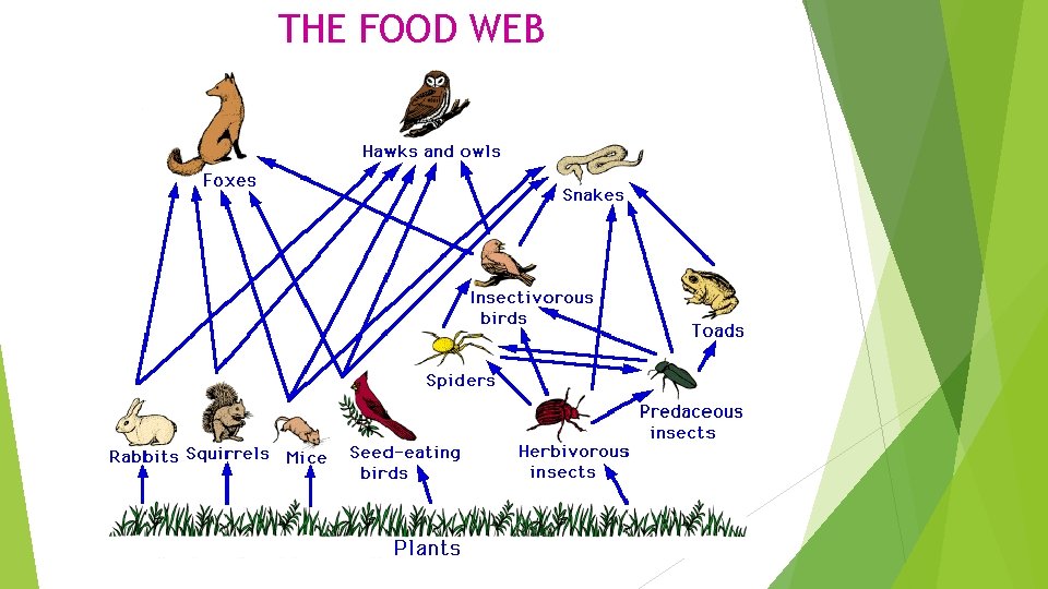 CELLS AND ENERGY Part 1 PHOTOSYNTHESIS Converting solar