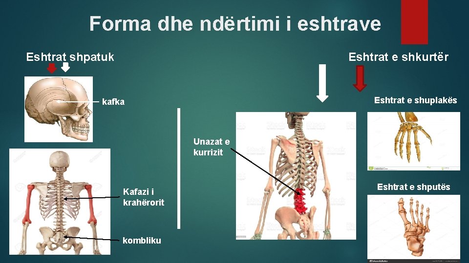 Qendra Burimore Nn Tereza Lnda Biologji Klasa VII