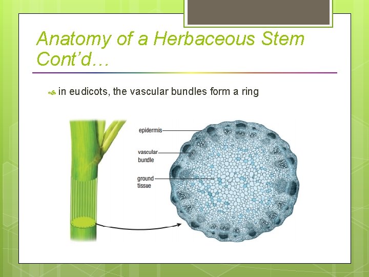 Stems transports water and dissolved substances throughout the