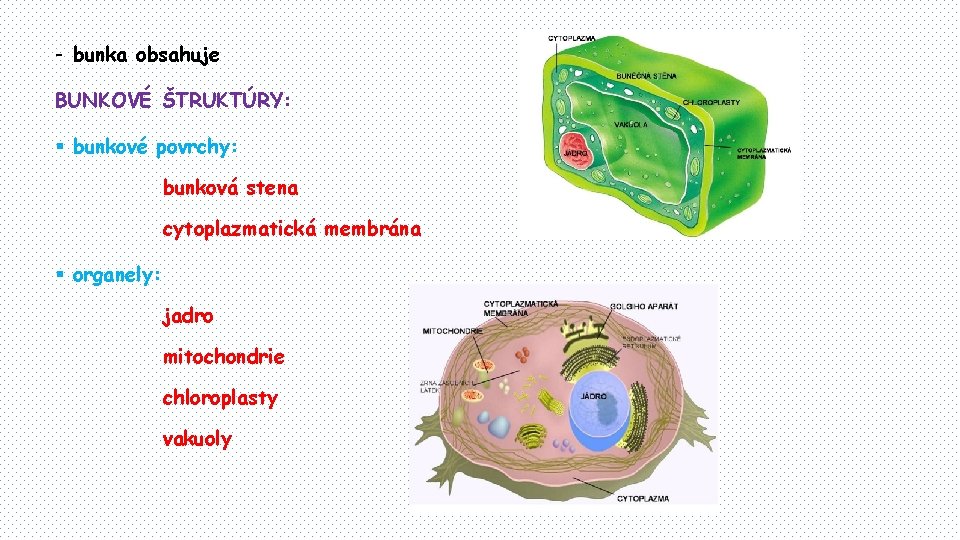 Bunka a jej truktry bunka je najmenia stavebn
