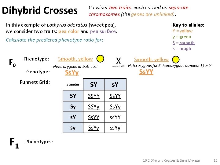 10 2 Inheritance Dihybrid Crosses Polygenic Inheritance Gene