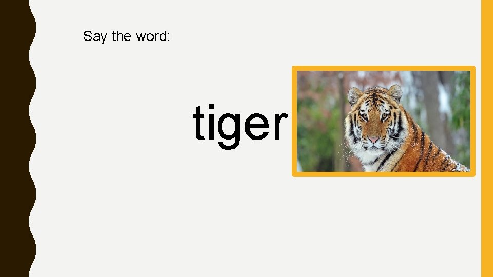 STEPS FOR SYLLABICATION Say the word tiger Step