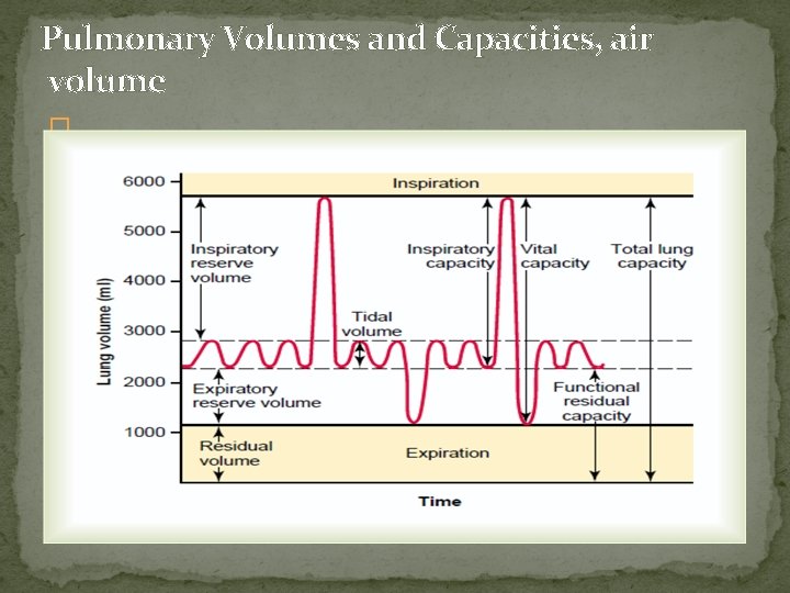 Human Physiology Respiratory System by Talib F Abbas