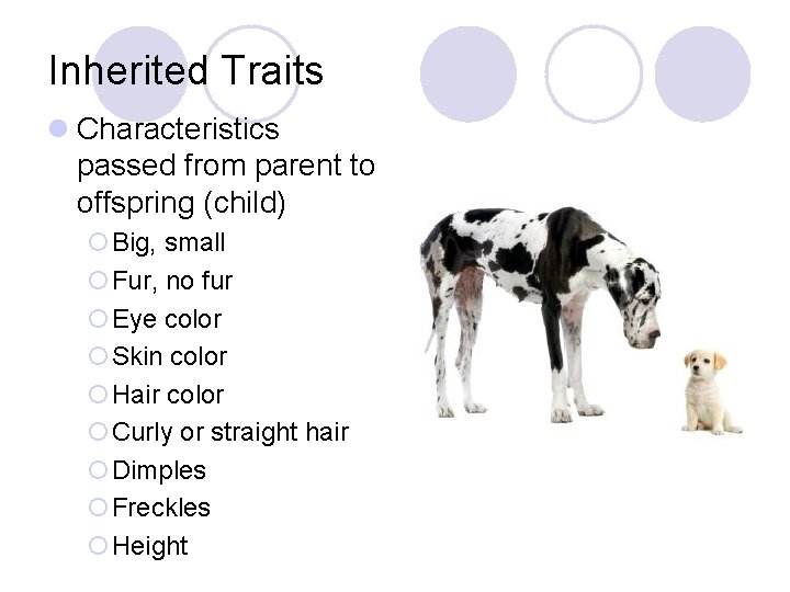 Inherited Traits and Learned Behaviors How would you