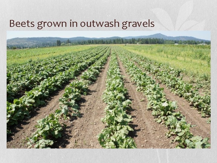 CROPS AND SOILS OF NORTHEAST WASHINGTON Photos by