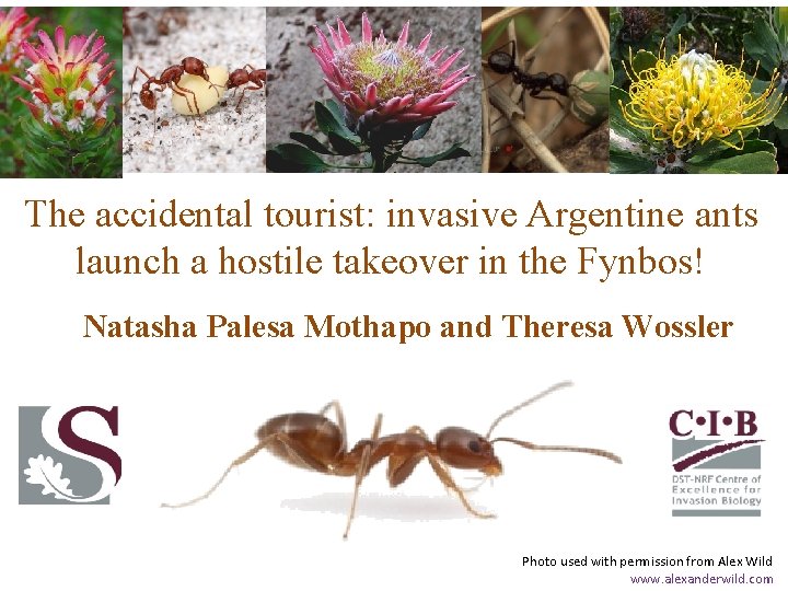 The accidental tourist invasive Argentine ants launch a