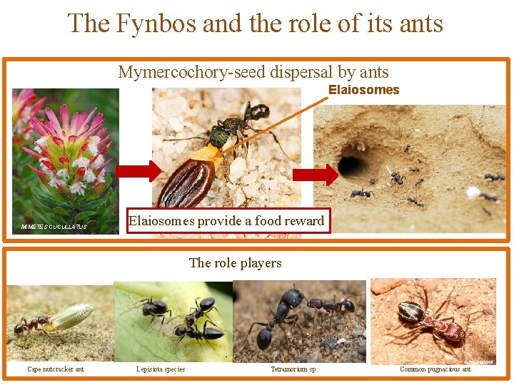 The accidental tourist invasive Argentine ants launch a