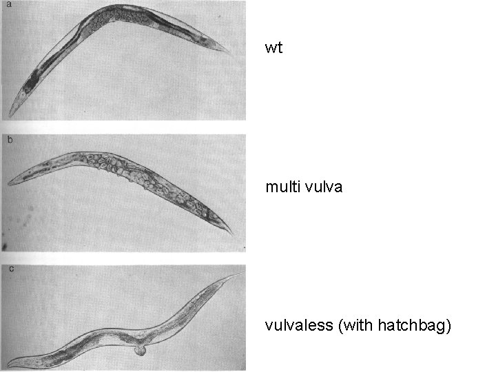 Laboratory course Model organism C elegans Week 3
