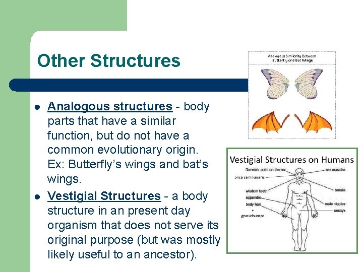 Unit 5 b History of Biological Diversity Chapter