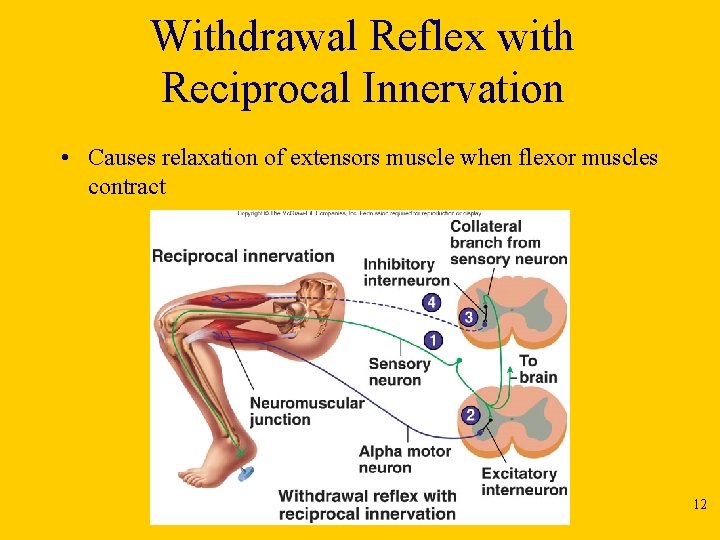 1 Spinal Cord and Spinal Nerves 2 Chapter