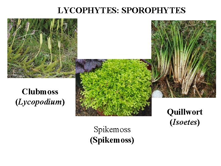 LYCOPHYTES SPOROPHYTES Clubmoss Lycopodium Spikemoss Spikemoss ...