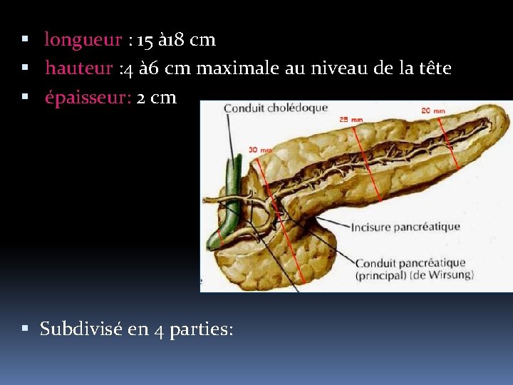 RADIOANATOMIE DU PANCREAS PLAN I INTRODUCTION II RAPPEL