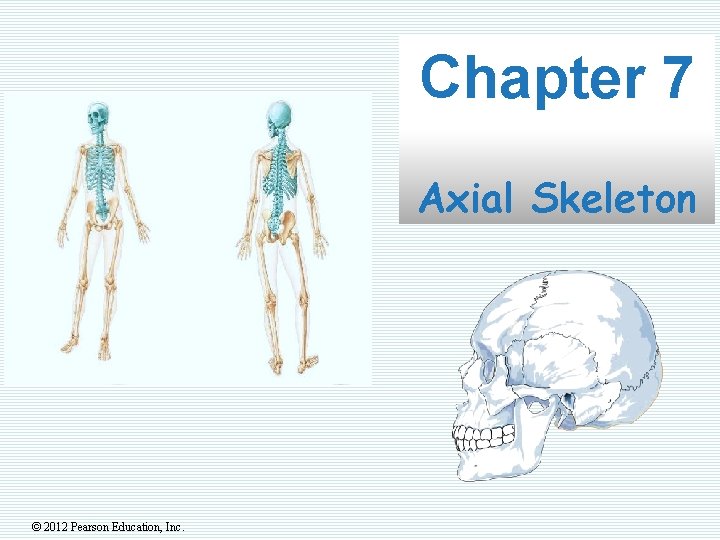 Chapter 7 Axial Skeleton 2012 Pearson Education Inc