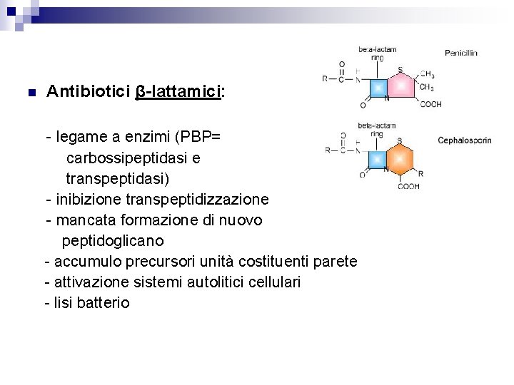 Chemioterapici e antibiotici differenze Chemioterapici Antibiotici n n