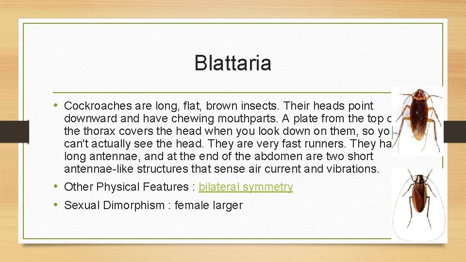 Insect Taxonomic Diversity By Tcorey Bell Zoology 3