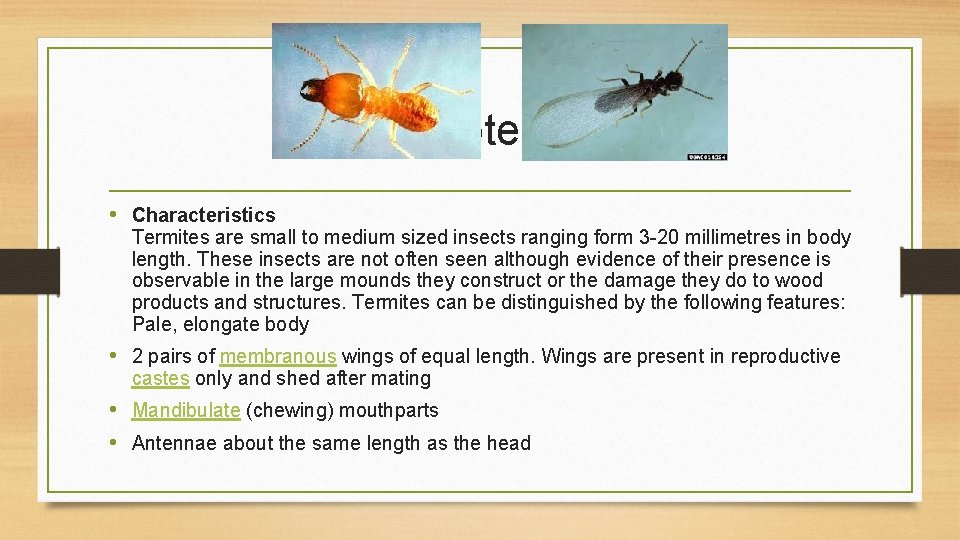 Insect Taxonomic Diversity By Tcorey Bell Zoology 3