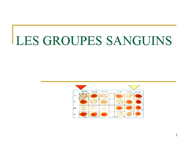 LES GROUPES SANGUINS 1 ImmunoHmatologie tude des systmes
