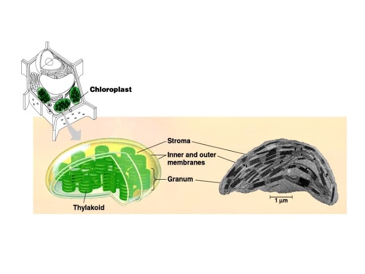 CHLOROPLAST Cell Biology Lecture 13 a WHY ARE
